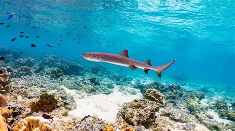 Sapi Island Scuba Diving Adventure In Kota Kinabalu Sabah Klook