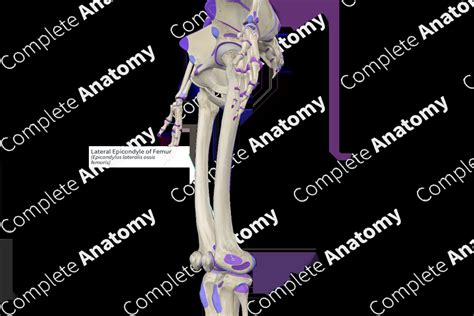 Femoral Epicondyle