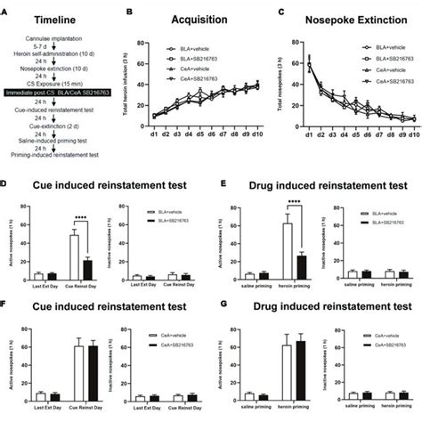 The Regions Of The Basolateral Amygdala Basolateral Amygdala Bla