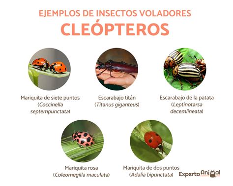 Insectos Voladores Nombres Características Y Fotos