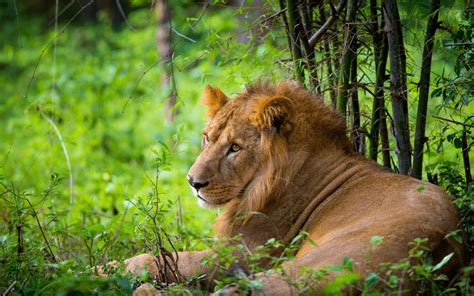 Asiatic Lions Coming Back From The Brink Of Extinction One Earth