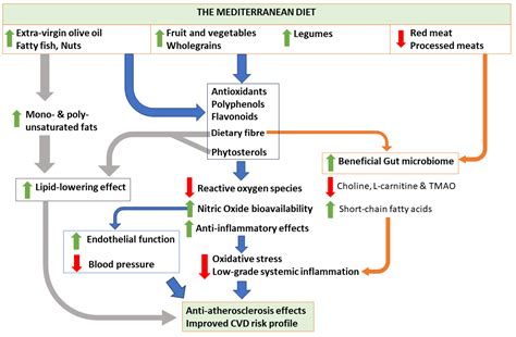 Cardiovascular Disease And The Mediterranean Diet Insights Into Sex Specific Responses