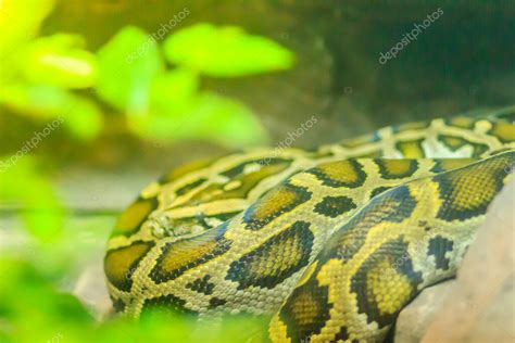 Cute Reticulated Python Regal Python Python Reticulatus Es De Color