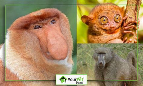 Weird Monkeys Species
