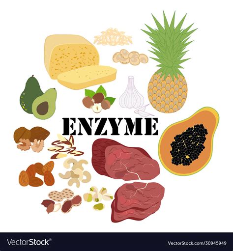 Enzyme Healthy Nutrient Rich Food Royalty Free Vector Image