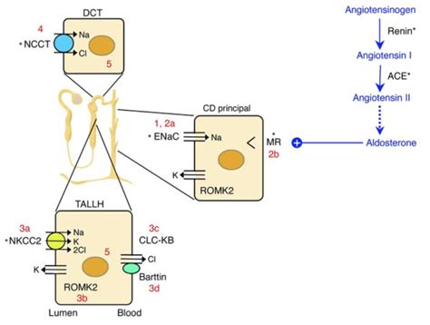 Evolutionary Role For Aldosterone In Females Implications For Hypertension Therapy Renal