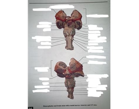Diencephalone And Brain Stem With Cranial Nerves Quiz