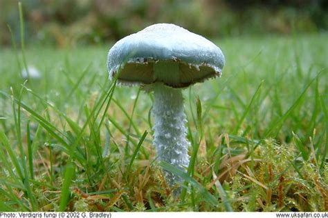 Verdigris Toadstool Stropharia Aeruginosa Uk Safari