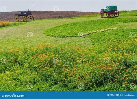 Green Meadow And Cosmos Flower In Singha Park Garden Editorial Stock