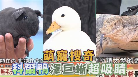 超狂萌寵！ 科爾鴨 無毛天竺鼠 硫磺澤巨蜥 達人飼養秘辛！【 萌寵搜奇 】健康20 精華 Youtube