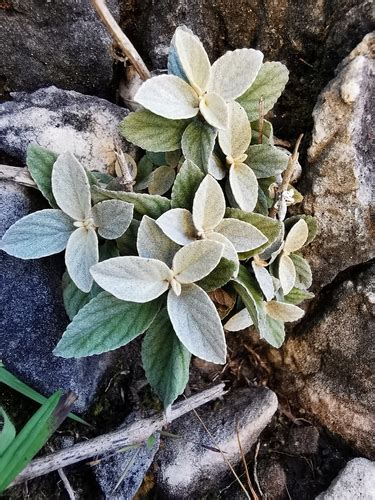 Paraboea Glandulifera · Inaturalist United Kingdom
