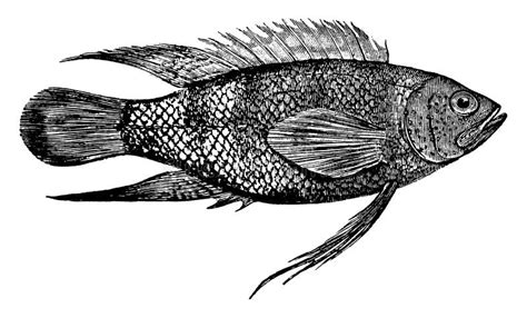 Plesiops Stock Illustrations 1 Plesiops Stock Illustrations Vectors