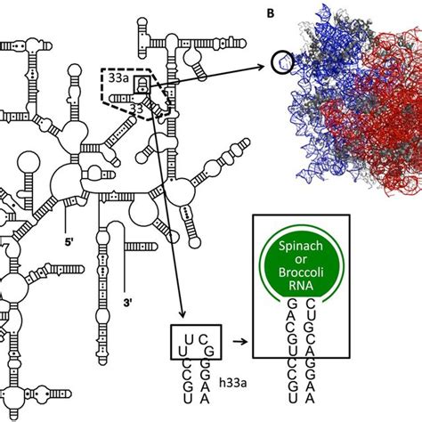 Secondary Structures Of Spinach And Broccoli Aptamers Used In This