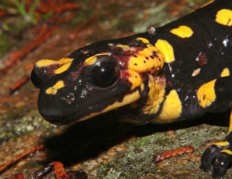 Common Salamander How It Is Types And Care Infoanimales