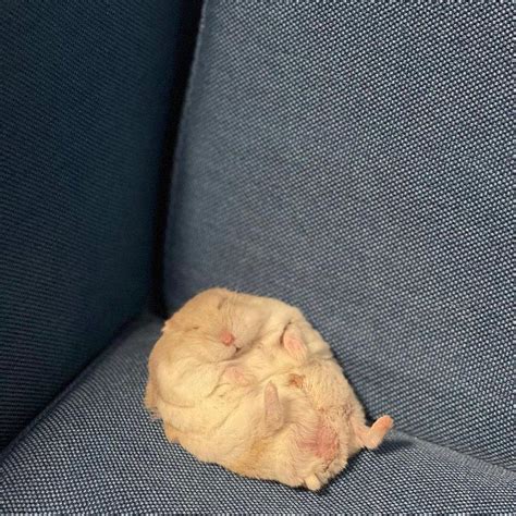 Hamsterx Hamsterx Added A New Photo