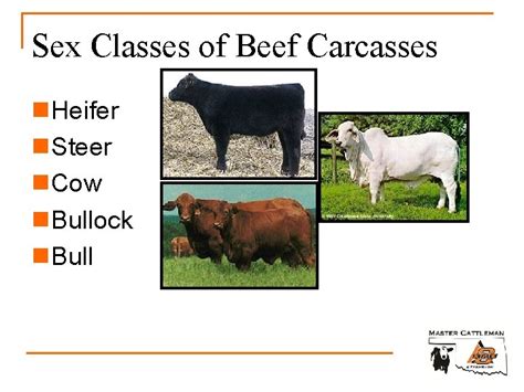 Beef Quality Yield And Feeder Cattle Grades Grading