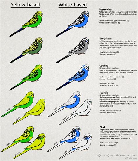 130 Budgie Buddies Ideas To Save Today Budgies Parakeet Pet Birds