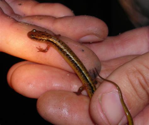 Adw Eurycea Bislineata Information