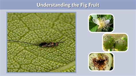 Do Wasps Lay Eggs In Figs The Truth About Fig Wasp Eggs And Fig Fruit