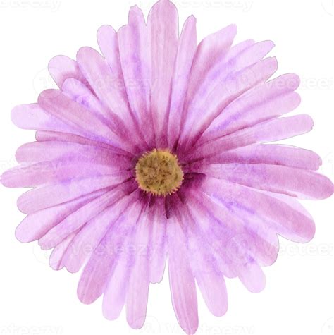 Watercolor Aster Flower 16548034 Png