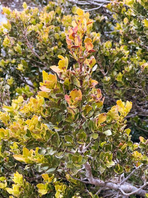 Phyllocladus Aspleniifolius Trees And Shrubs Online