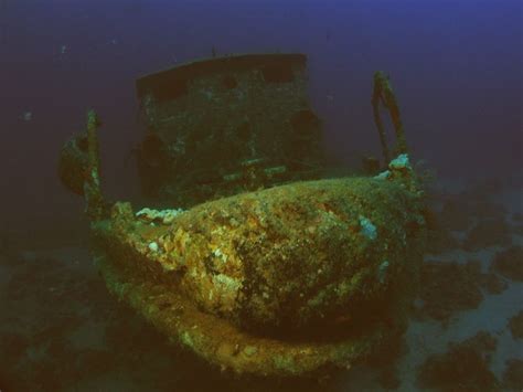 היעלת אמיר גור