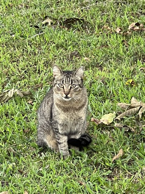 Nmc Tail Wrap Caught In Action Rkittytailwrap