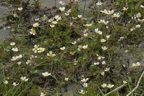 Ranunculus Trichophyllus