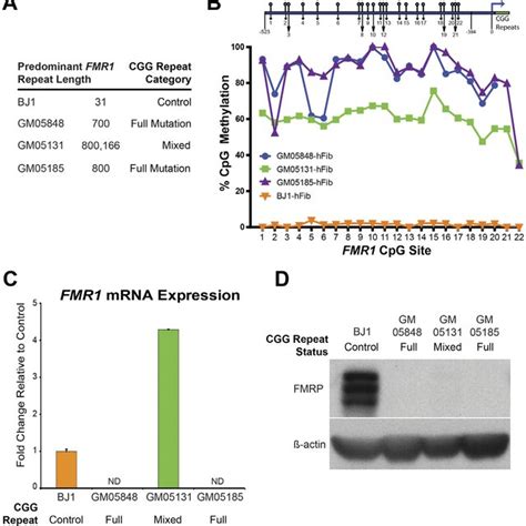 Analysis Fragile X Patient Fibroblasts Fmr1 Cgg Repeat Length Cpg