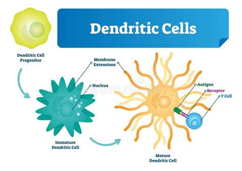 Illustration Vectorielle De Cellules Dendritiques Schéma Anatomique