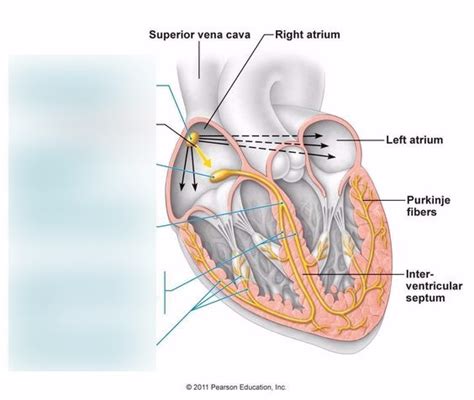 Bio 313 Exam 1 Diagram Quizlet