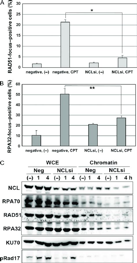Nucleolin Ncl Participates In The Hr Pathway Following Replication