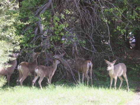 Protect Trees From Deer And Rodents Online Course