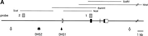 Dnase Hypersensitivity Analysis Of The Mouse Ptα Locus A Map Of The