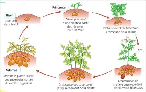 Sciences De La Vie 5émethème2ch1
