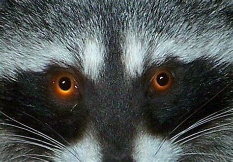 Raccoon Eyes Raccoon Red Eyes Close Up Of Raccoon Eye