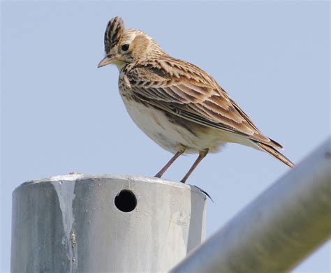 Another Bird Blog Alouette Gentille Alouette