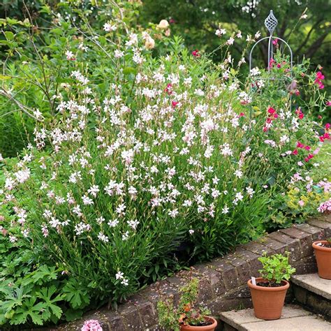 Gaura Lindheimeri Plant Gaura Lindheimeri Whirling Butterflies Pot