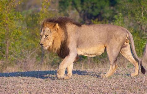 Panthera Leo Fotos De Stock Imágenes De Panthera Leo Sin Royalties