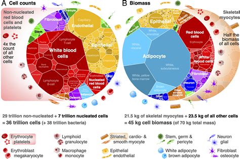 The Human Cell Count And Size Distribution Pnas
