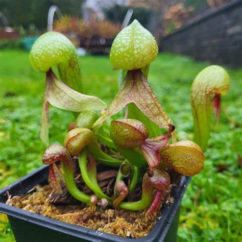 California Pitcher Plant Seeds Carnivorous Seeds