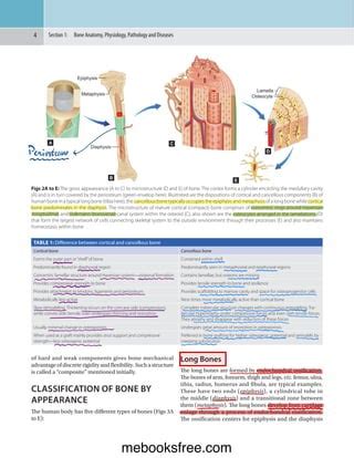 Comprehensive Overview Of Bone Structure Types And Functions In Human Anatomy Pdf
