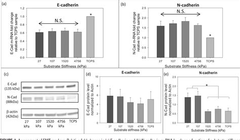 Figure 1 From Substrate Stiffness Modulates Lung Cancer Cell Migration But Not Epithelial To