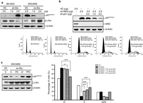 21waf Cip1 Is The Key Cell Cycle Regulator Modulated By Sik3 Activated