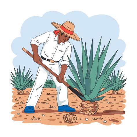 Mexican Agave Farmer Harvesting Blue Agave In Sunlight Stock Vector