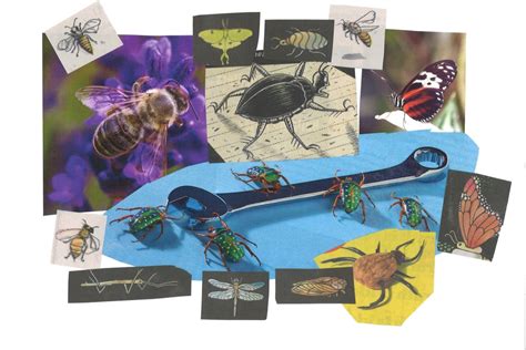 Whats The Difference Between A Bug And An Insect Whats The Difference