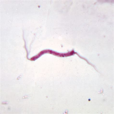 Bacterial Flagella Microscope
