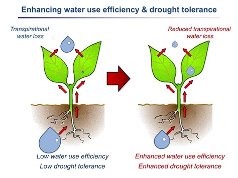 Modulating Stomatal Activity For Water Use Efficiency And Stress