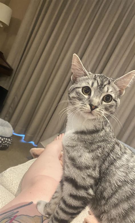 Our New Kitten Bean Was Not Happy With The Sound Of Cooking Sausages