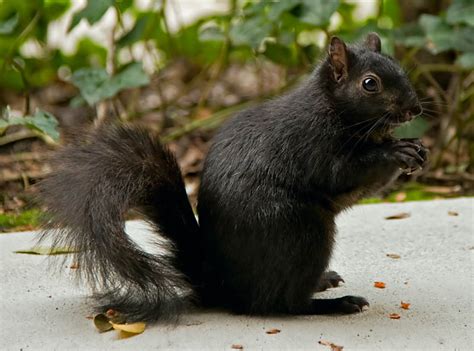 10 Incredible Melanistic All Black Animals Twistedsifter
